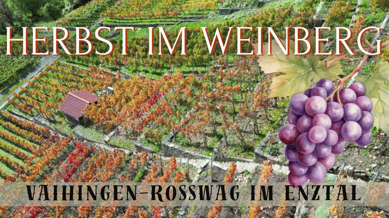 Herbstlich bunter Weinberg in Roßwag bei Vaihingen/Enz - YouTube