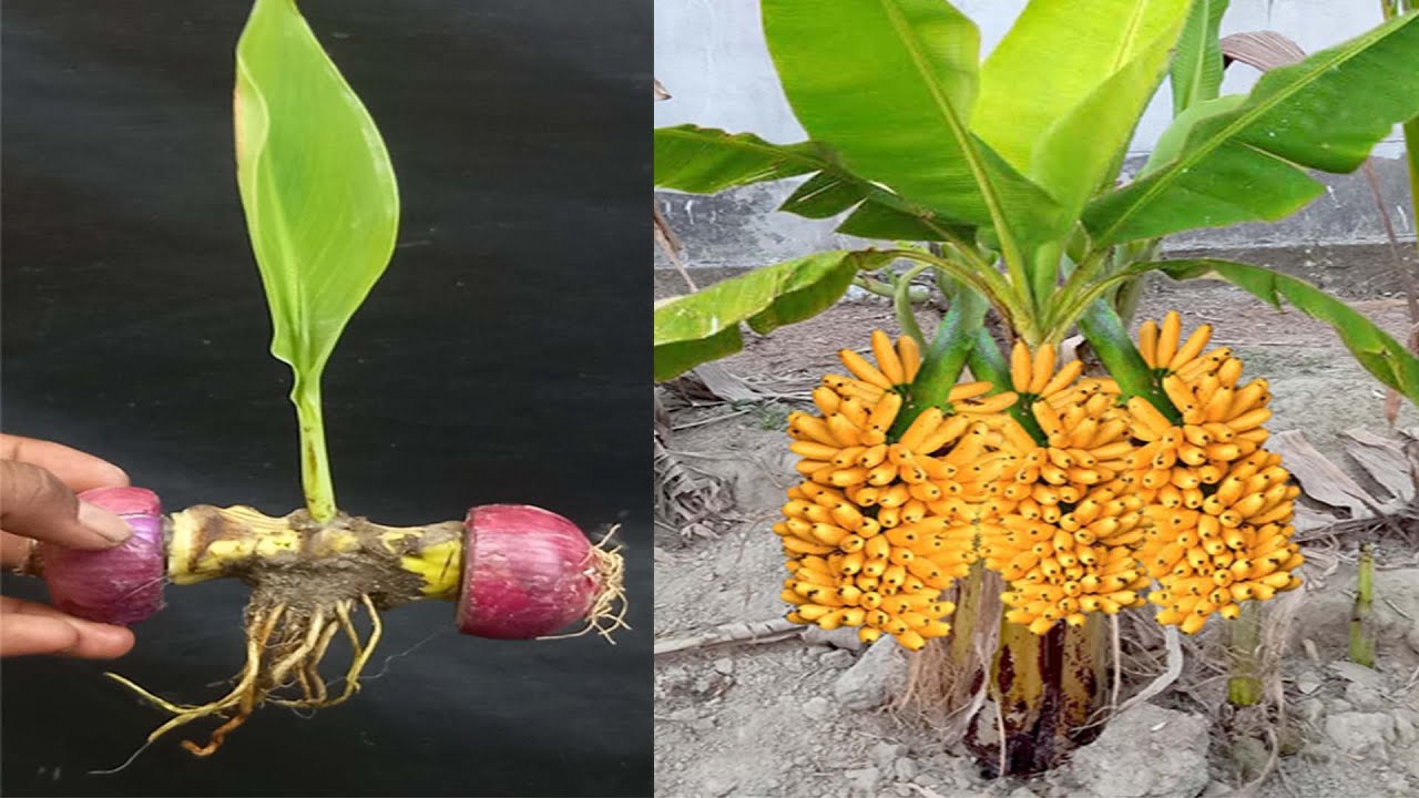 Propagation of bananas with banana pulp and onions stimulates super ...
