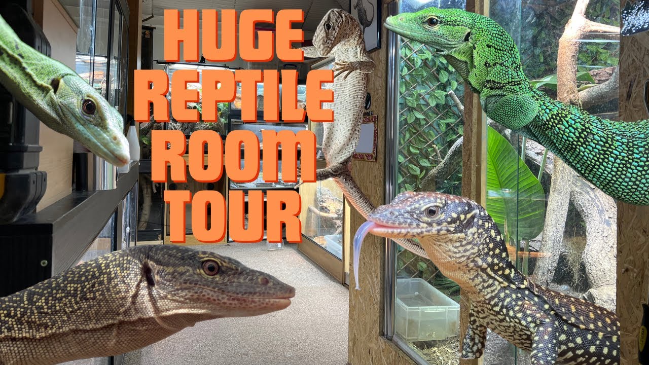 MONITOR LIZARD REPTILE ROOM TOUR! plus geckos - YouTube