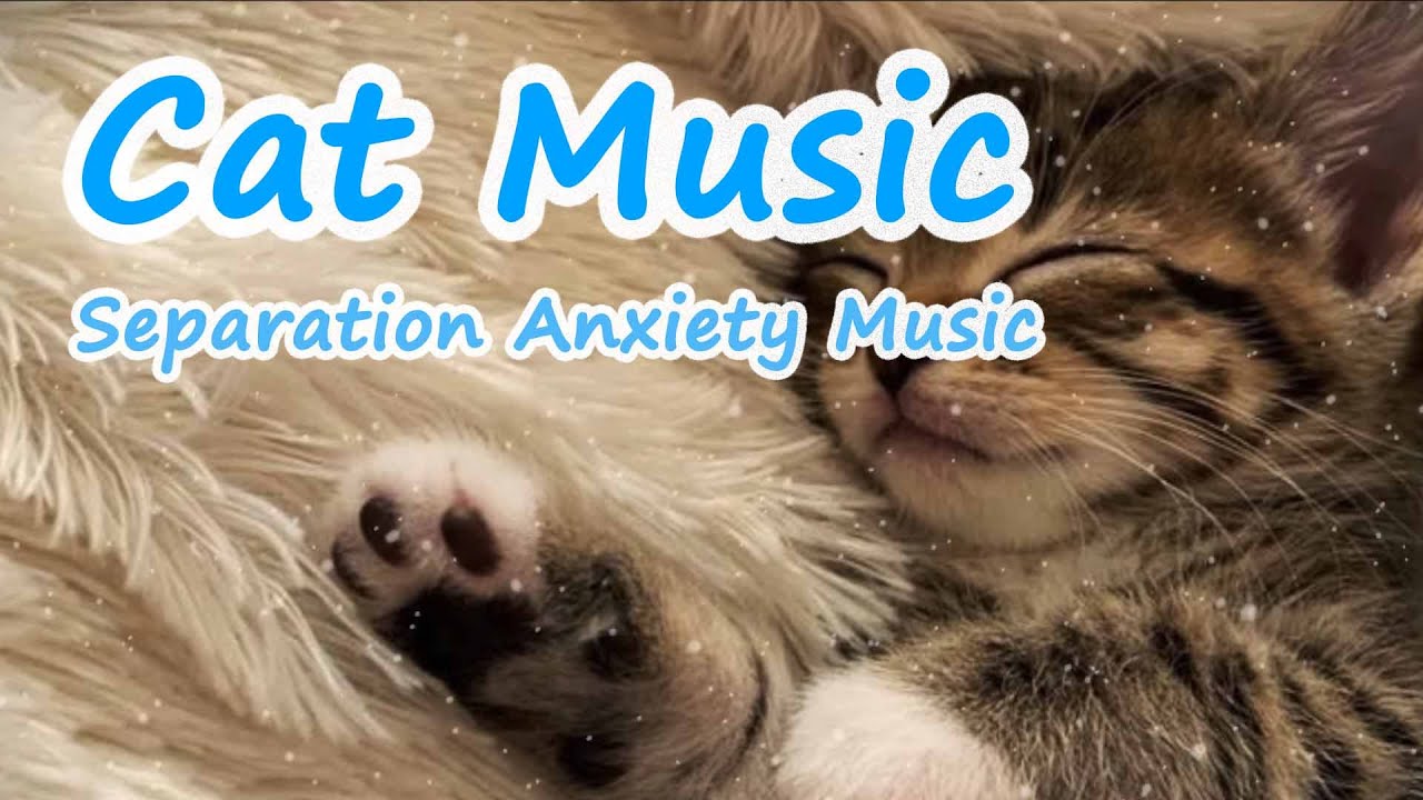 Relaxing Cat Music "Discover the Benefits of Cat Music for Anxiety and ...