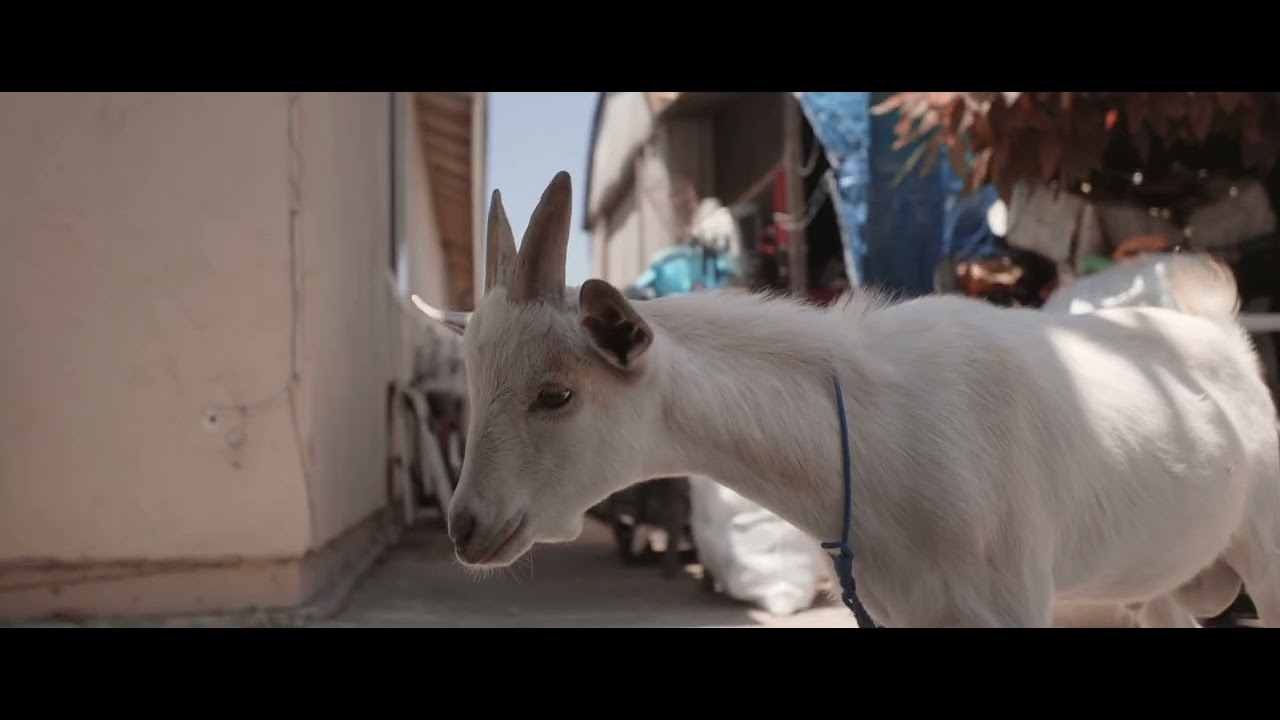 Goated | a short FX30 & color grading practice test - YouTube