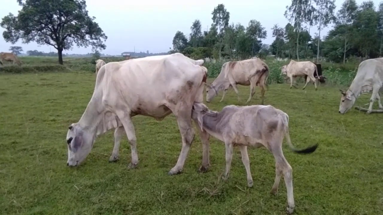 Cow feeding her Bachhara | Shastri Gaushala - YouTube