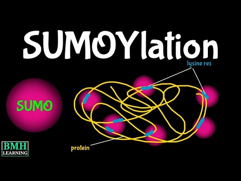 SUMOYlation | SUMO Protein | Post Translational Modifications | - YouTube