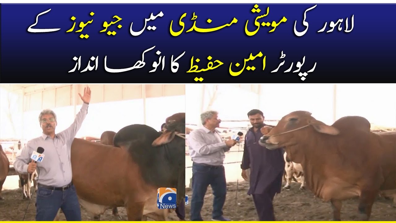 Reporter Amin Hafeez ka Lahore Ki Maweshi Mandi mai Anokha Andaz ...