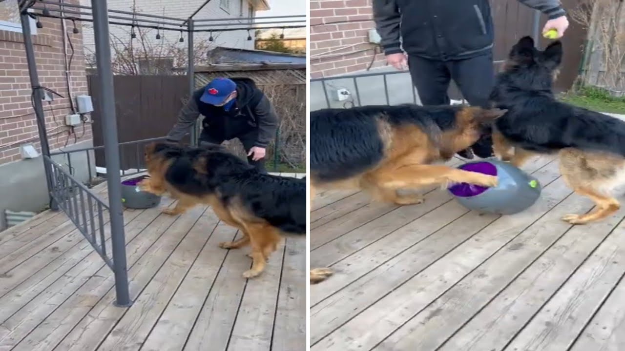 Fetch Machine is a Fail For Impatient Pups__ cute dogs - YouTube