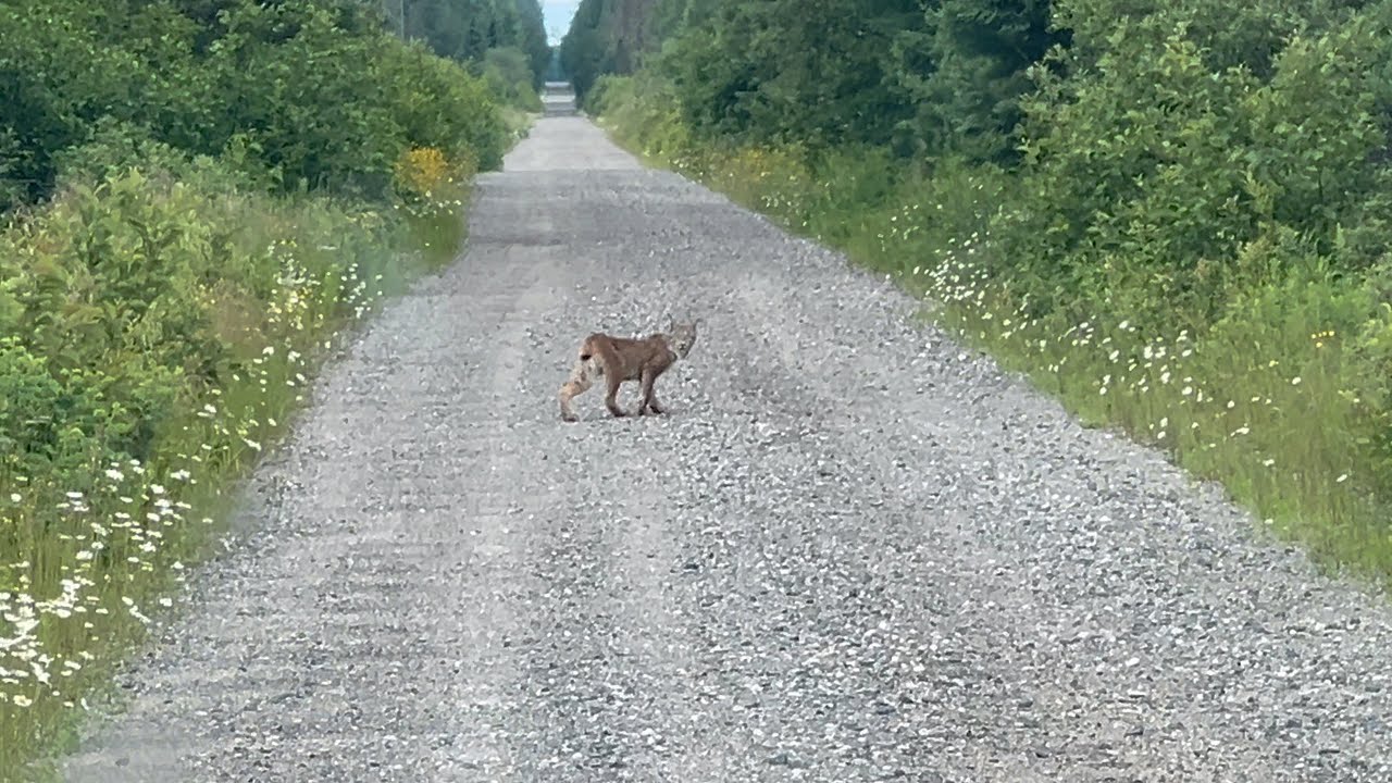 Canada Lynx Upsala, Ontario July 2024 - YouTube