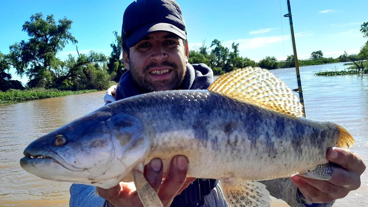 PESCA DE TARUCHA, DORADO. FUE UN CALVARIO CONSEGUIR CARNADA!! - YouTube
