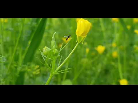 TƏBIƏTİN GÖZƏLLİYİ