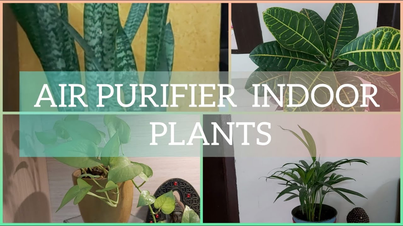 Air Purifier Indoor Plants Youtube