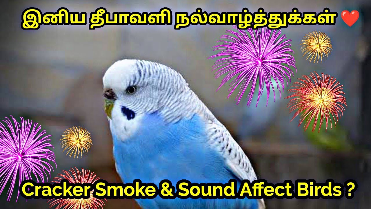 Happy Diwali Fish And Pets Hobby Family - YouTube