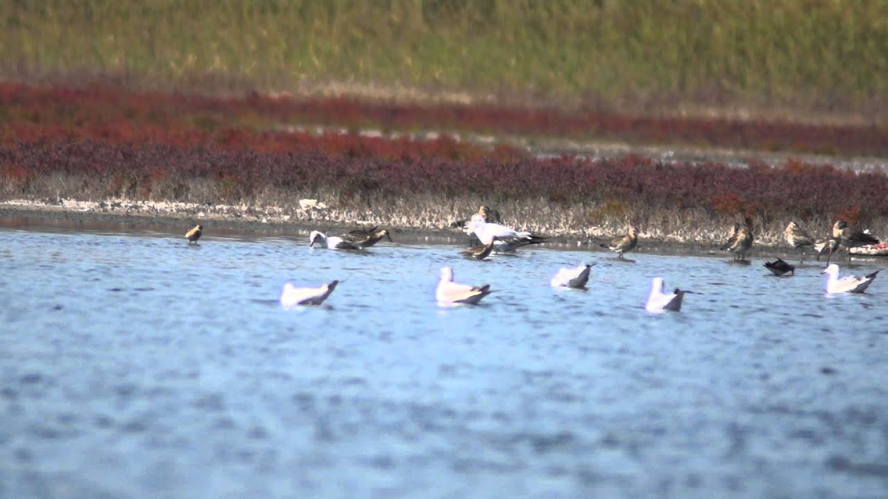 Tamron 200-400/5.6 @400mm. Video autofocus test - YouTube