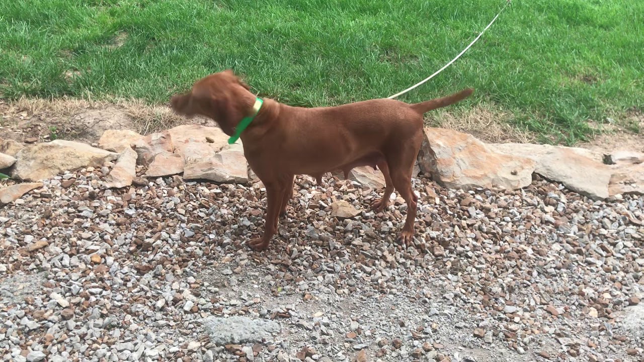 Sassy pups day 1 - YouTube