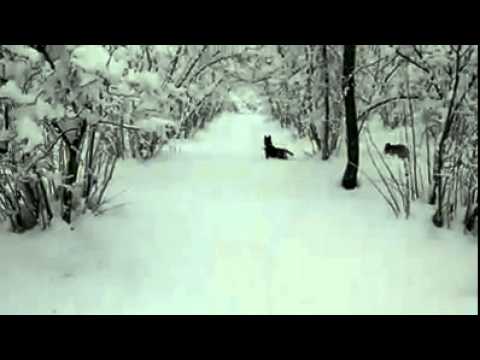 Tatlı Sibirya Kurtlarıı :):)