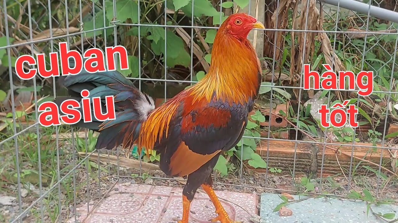 Ngày 16/9 . Lên 2 con gà tre cuban jap . dòng gà cuban lai kiểng đẹp ...