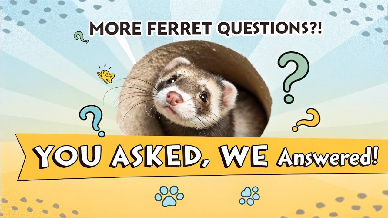 You Asked, We Answered! MORE Ferret Questions Solved - YouTube