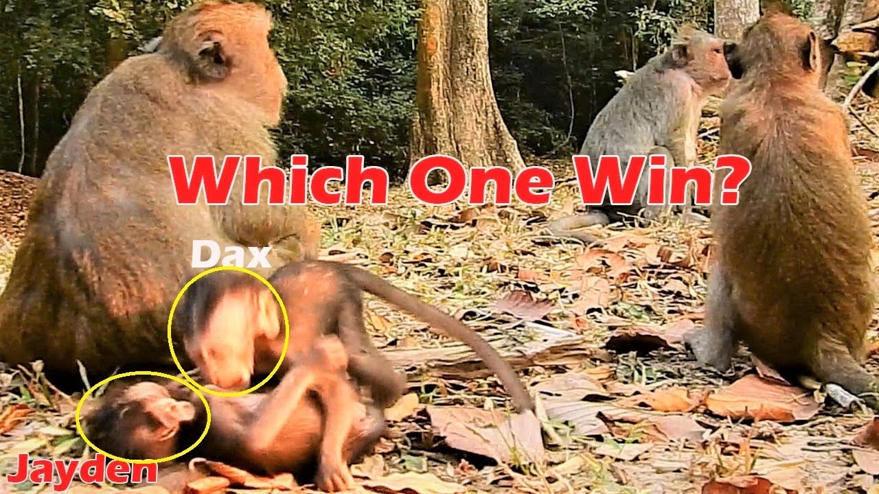 Fantastic!Baby Monkey Jayden & Dax Train Fighting|Funny Baby Monkey ...