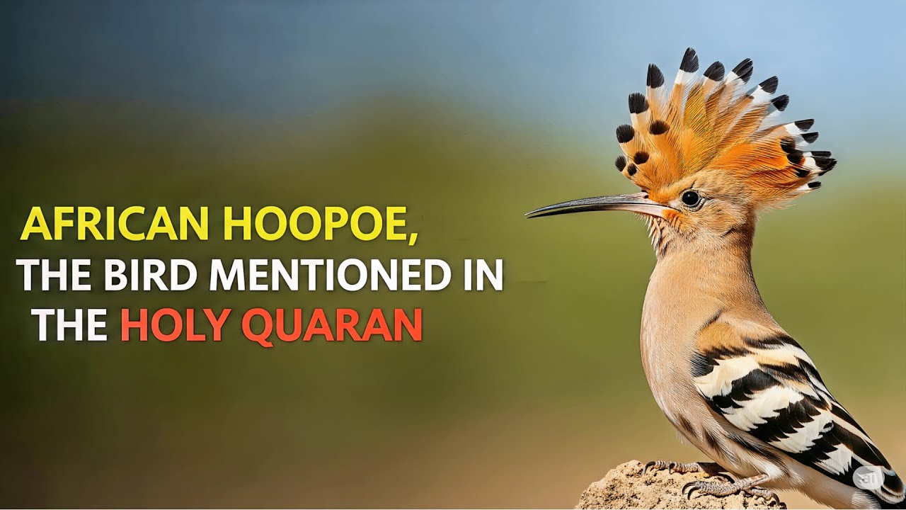 Beautiful Birds - African Hoopoe / Hudhud - The Quranic Bird # ...