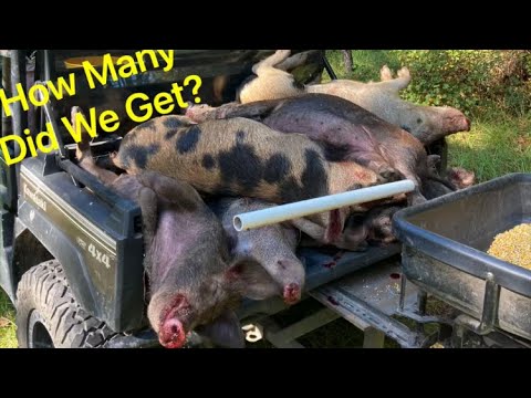 The Hog Haul, Pig Brig Hog Trap - YouTube