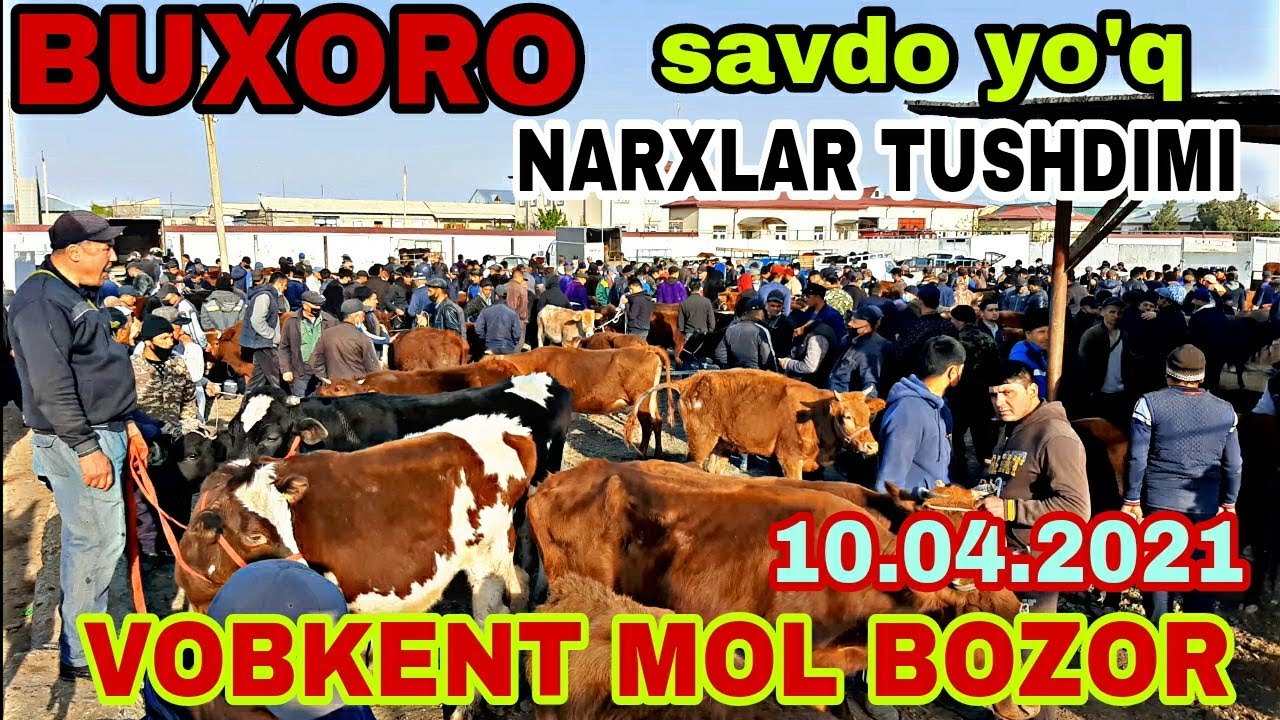 VOBKENT MOL BOZOR BOZOR NARXLARI TUSHDIMI BUXORO - YouTube