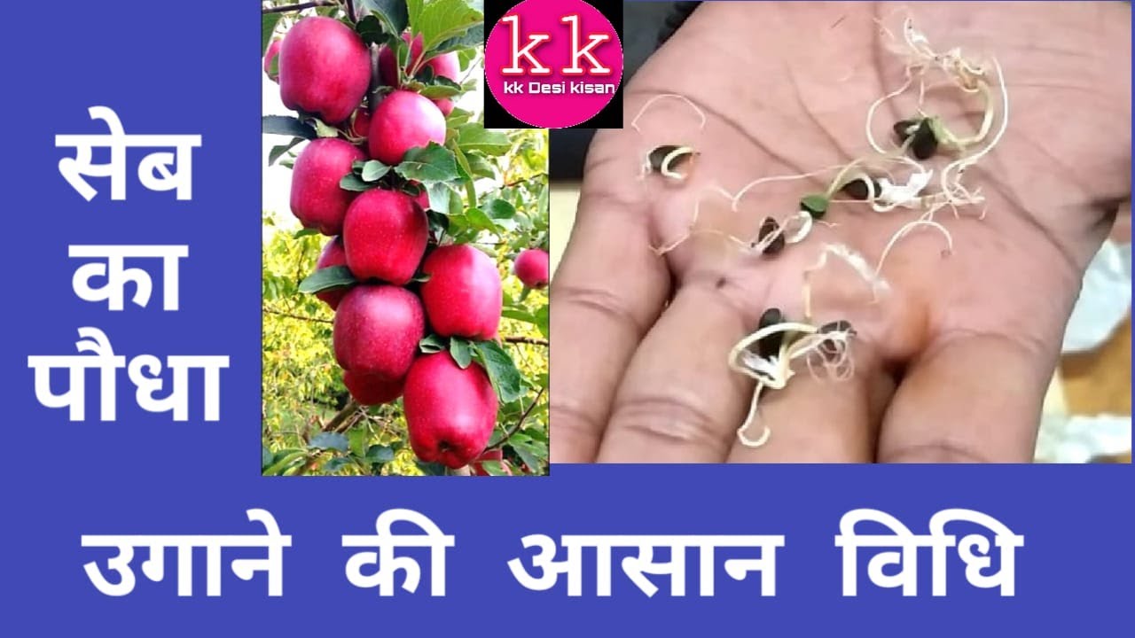 apple seeds germination process/सेव का पौधा कैसे उगाये/सेव का पौधा ...