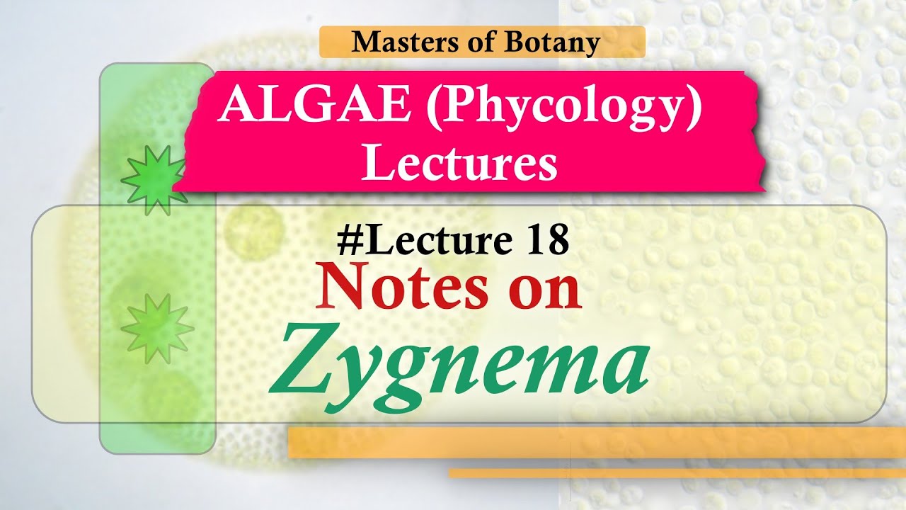 Lecture 18 | Zygnema Life Cycle (Chlorophyceae) | Algae Lecture Notes ...