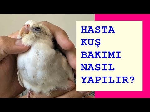 HASTA KUŞ BAKIMI NASIL OLMALIDIR? (SULTAN PAPAĞANI, MUHABBET KUŞU VE TÜM KAFES KUŞLARI)
