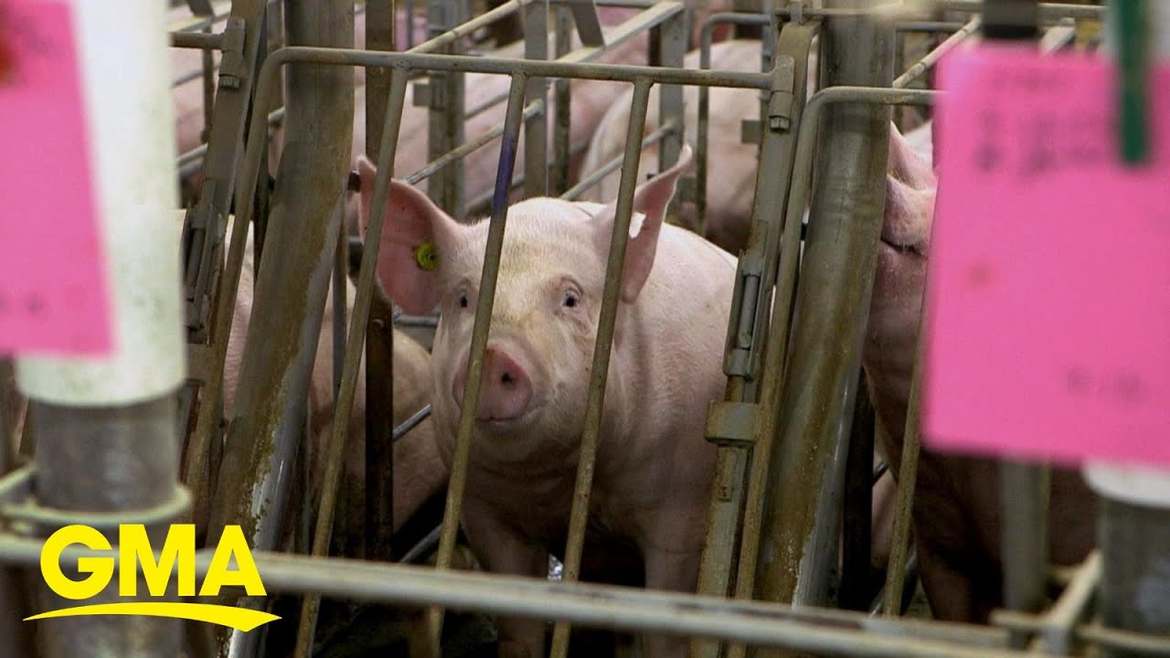 The battle over bacon - YouTube