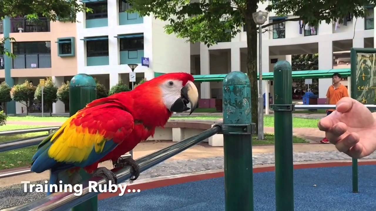 Training Ruby - The Scarlet Macaw - YouTube