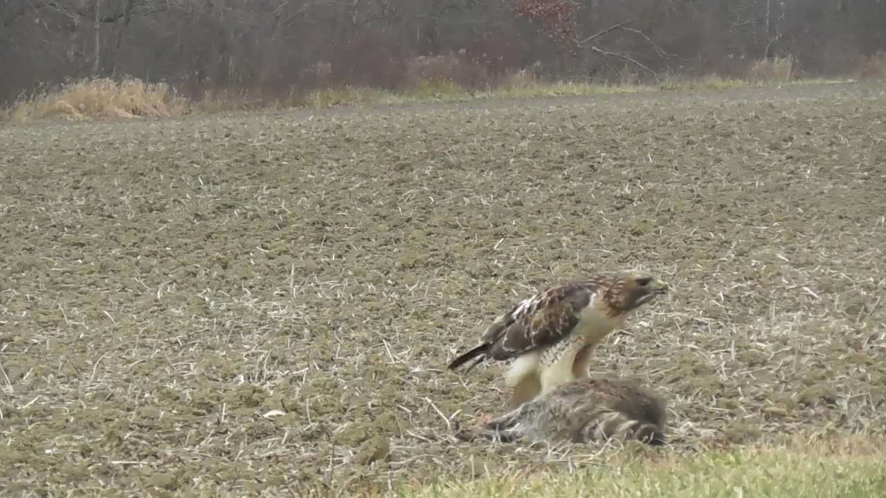 Red-tailed Hawk chased away by Bald Eagle - YouTube
