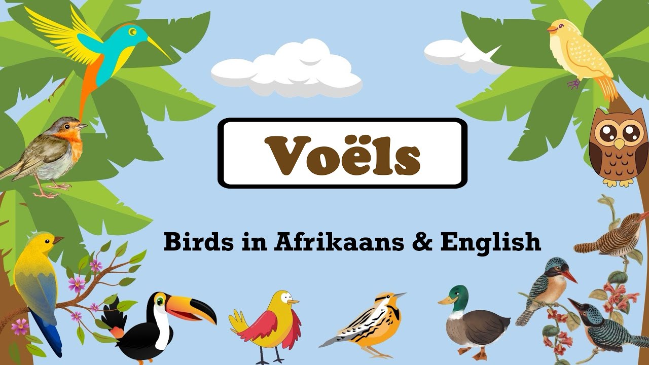 Voëls - Birds in Afrikaans & English - YouTube