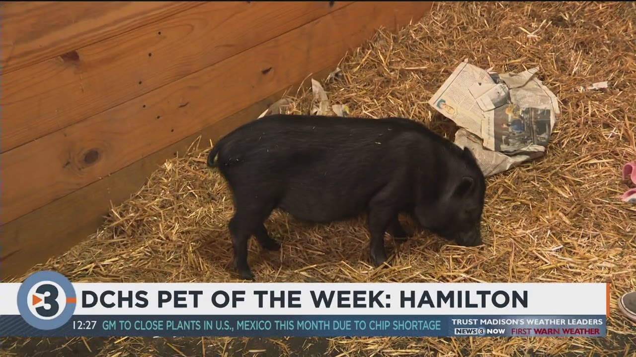 Meet the Pet of the Week: Hamilton - YouTube