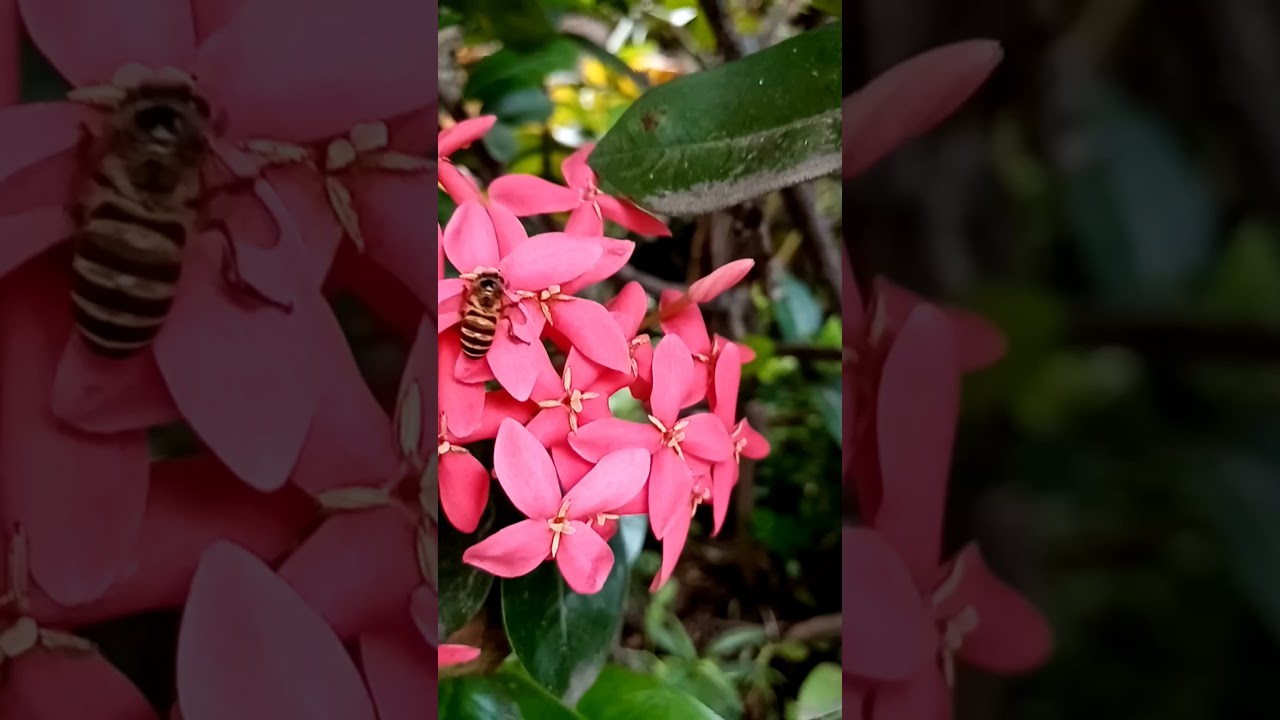 Nakagat ka ba ng bubuyog? #beesting #venom #honeybee 🐝 🐝 🐝 - YouTube