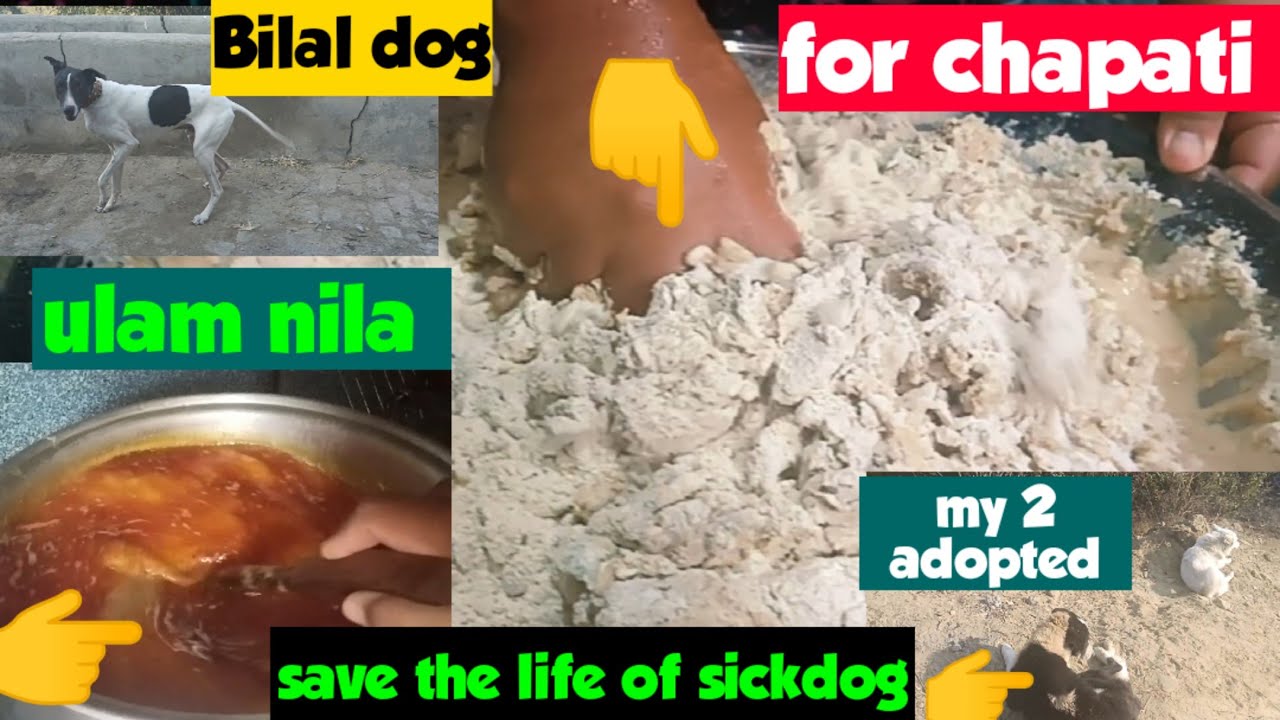 MAKING FOOD TO MY ADOPTED PAKISTANI DOG N BILAL DOG # ...