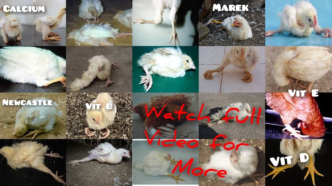 How to identify the causes of paralysis in your poultry birds and get ...