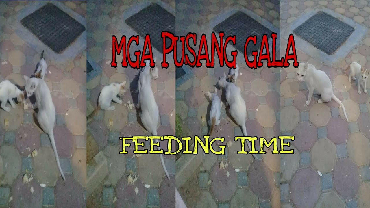 PUSANG GALA: Feeding Time... - YouTube