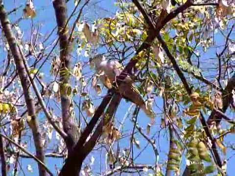 Tórtora turca a la biblioteca Can Sumarro - YouTube