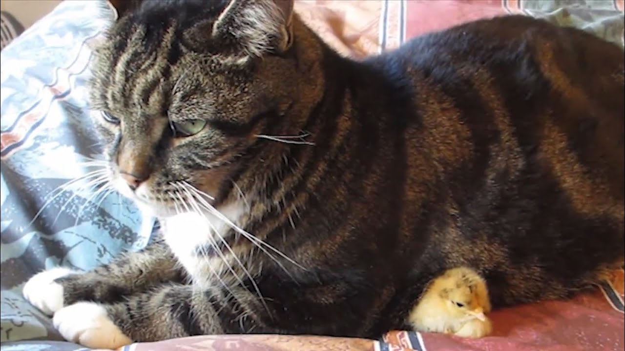 Baby Chick Nestles Under Cat! - YouTube