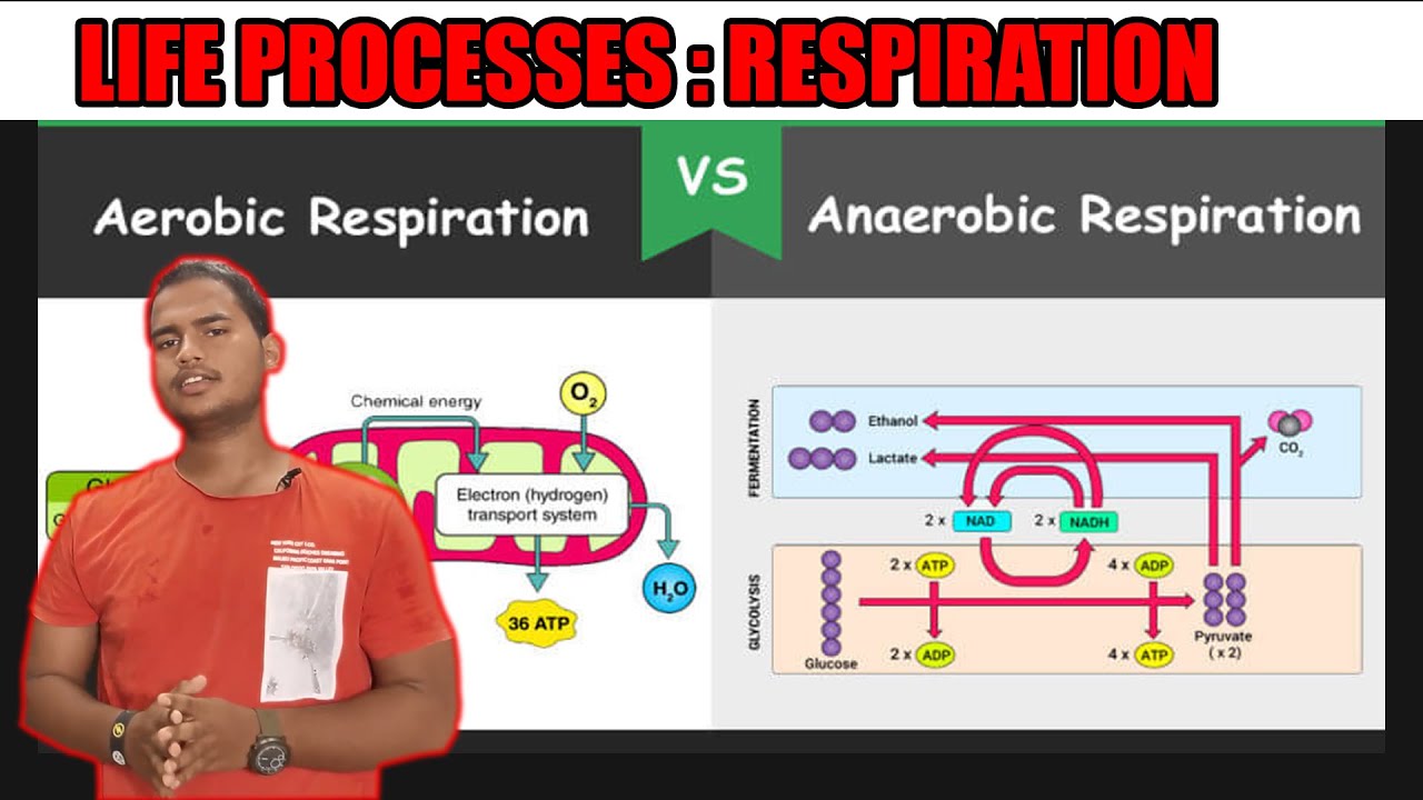 #13 Respiration | Types of Respiration | Class-10| Chapter-6 Life ...