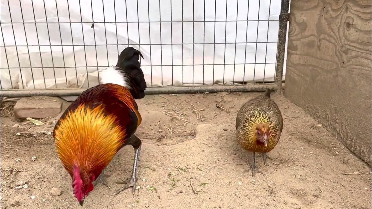 Yuav teeb zes rau kom nteg qe... - YouTube