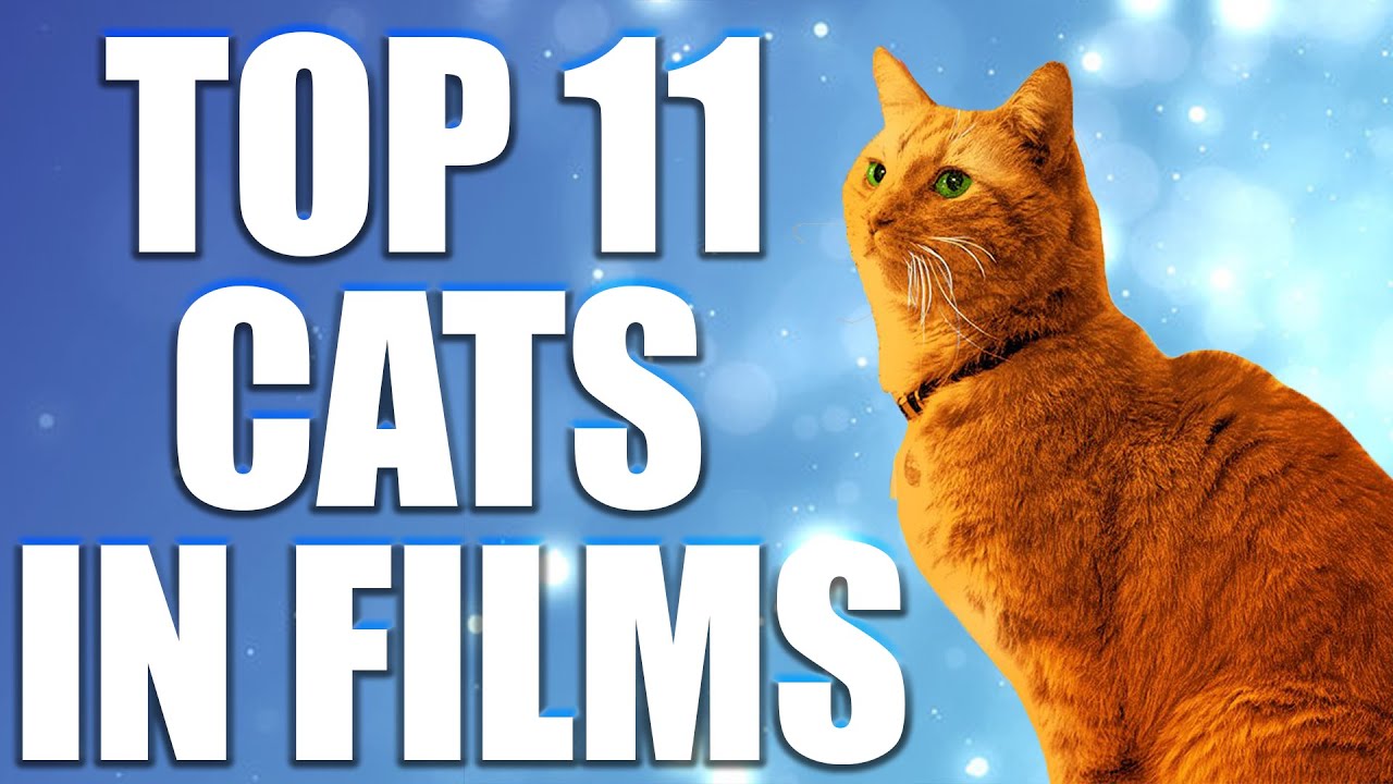 Top 11 Performances by Cats in Films - YouTube