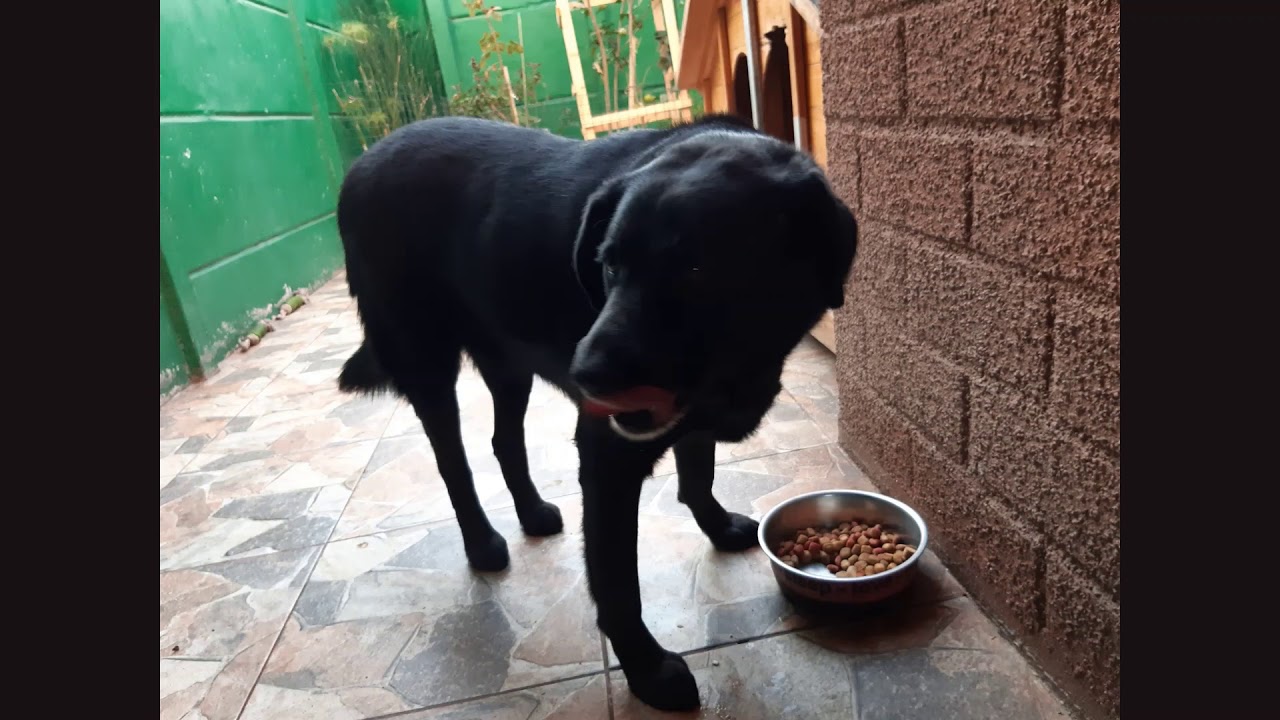 PERLA & FRIDA, COMER O NO COMER - YouTube