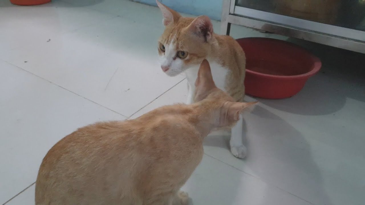 My adorable cats eat delicious Food | The Cats Life - YouTube