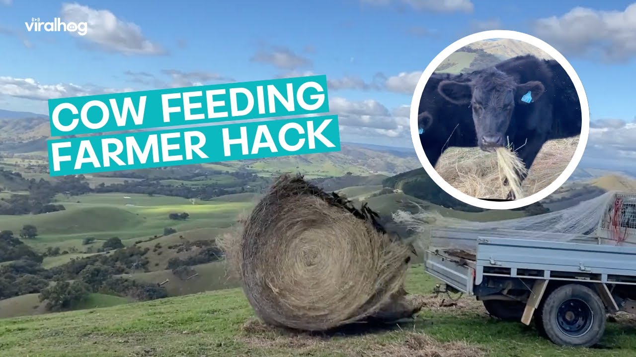 Farmer Finds Cow-Feeding Hack || ViralHog - YouTube
