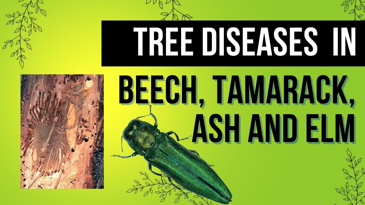 How to Identify and Conquer Tree Diseases in Beech, Ash, Tamarack, and ...