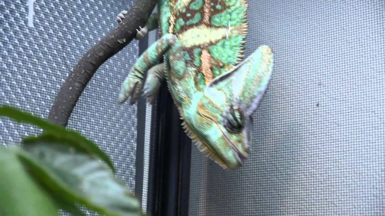 The Ultimate Chameleon Tongue Montage! - YouTube