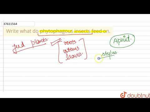 What Do Phytophagous Insects Feed On