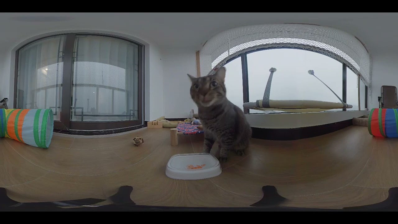 360 3D VR Cat Watching Diary - YouTube