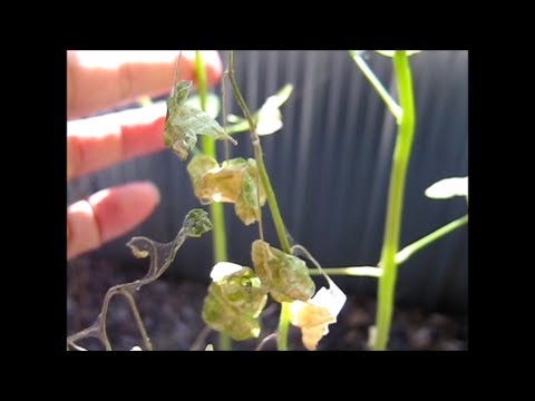 Moringa Leaves with Red Spider Mite - YouTube