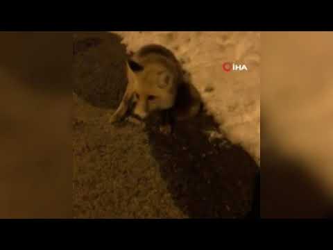 Aç kalan tilkiyi elleriyle besledi!