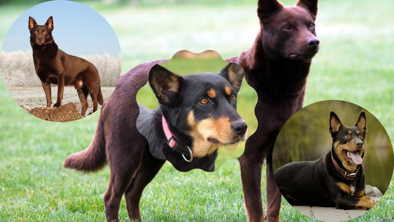 Australian Kelpie : Dog Breed Profile, Traits & Characteristics - YouTube